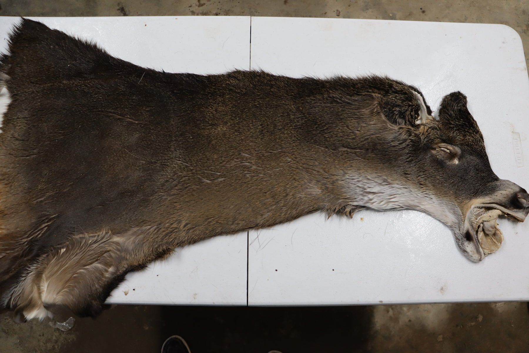 Tanned Hides For Sale - Old Barn Inc. – Old Barn Taxidermy & Tannery