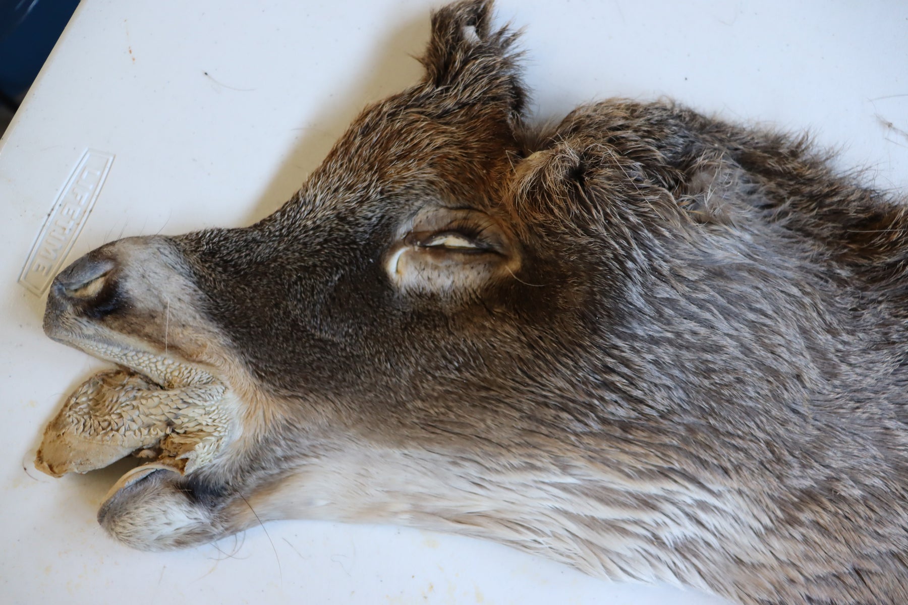 Tanned Hides For Sale - Old Barn Inc. – Old Barn Taxidermy & Tannery