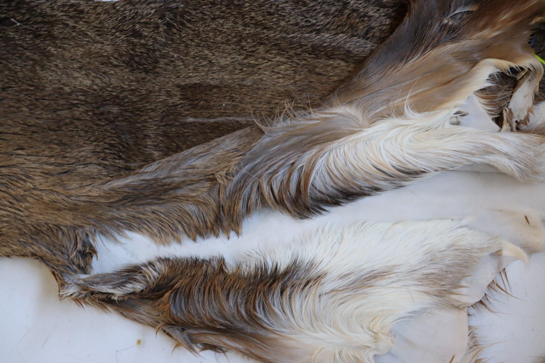 Tanned Hides For Sale - Old Barn Inc. – Old Barn Taxidermy & Tannery