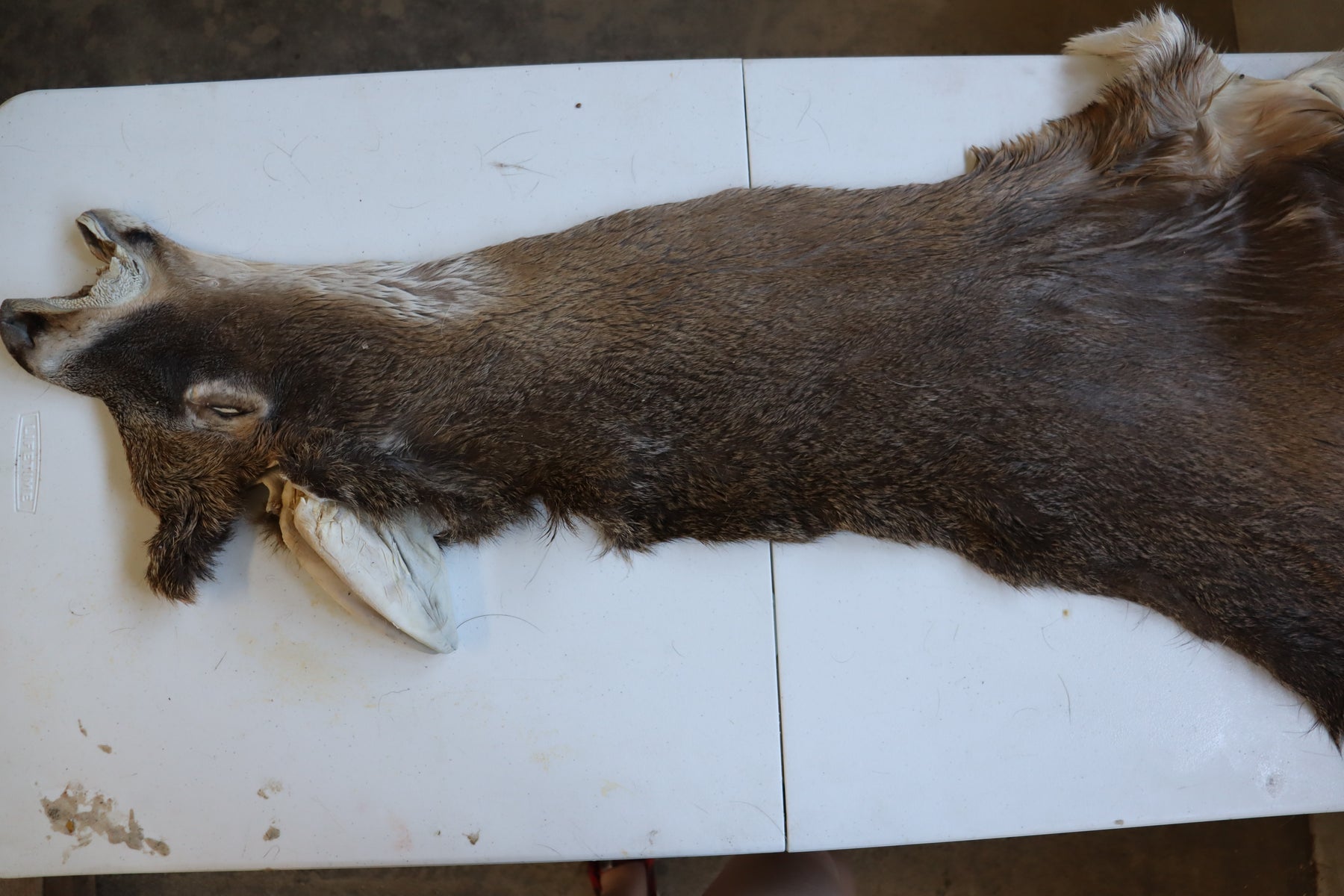 Tanned Hides For Sale - Old Barn Inc. – Old Barn Taxidermy & Tannery