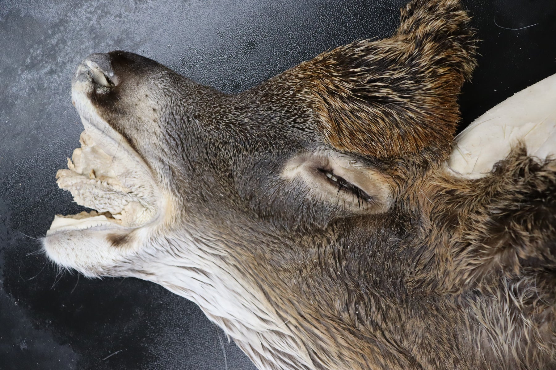 Taxidermy & Tannery – Old Barn Taxidermy & Tannery