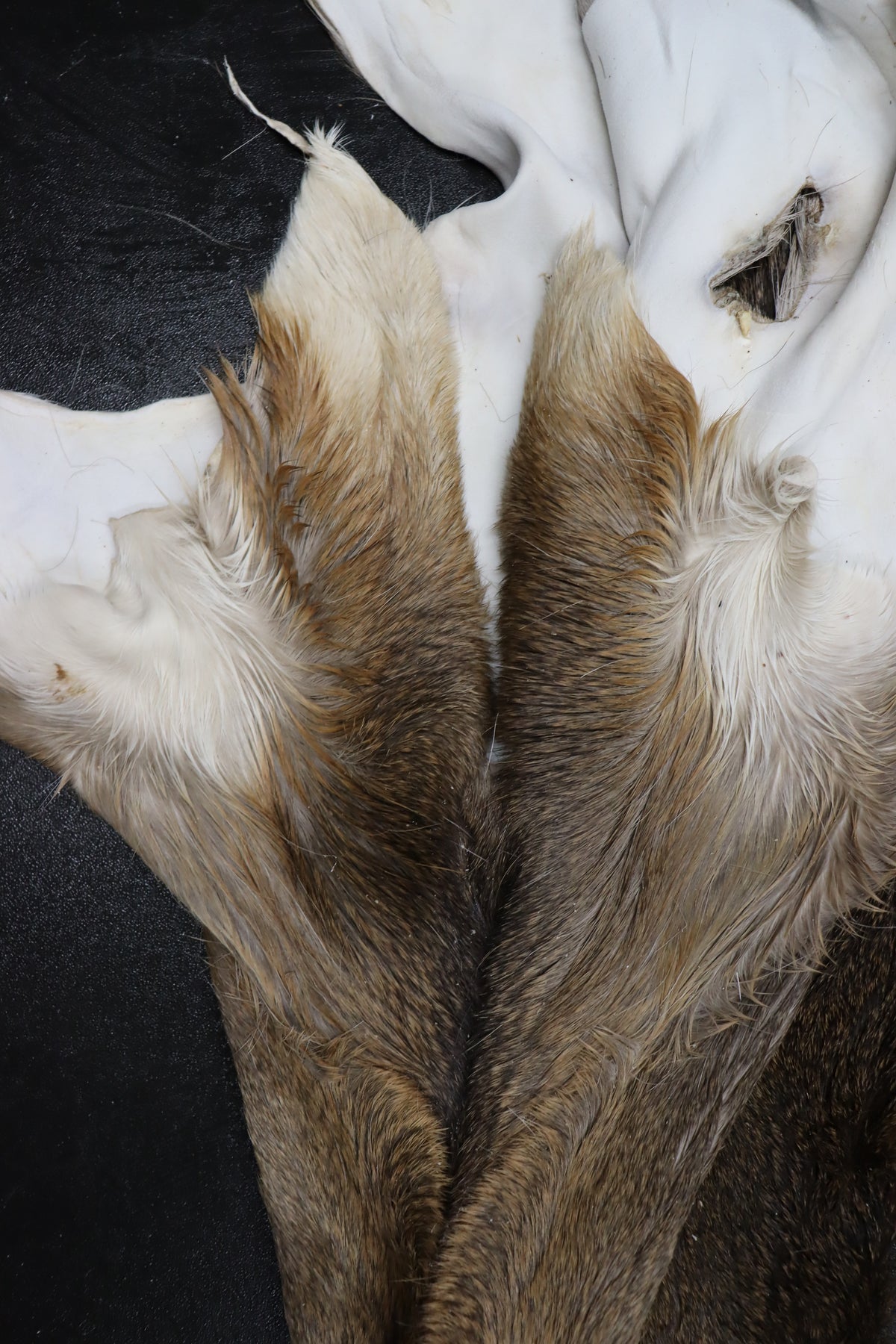 Taxidermy & Tannery – Old Barn Taxidermy & Tannery