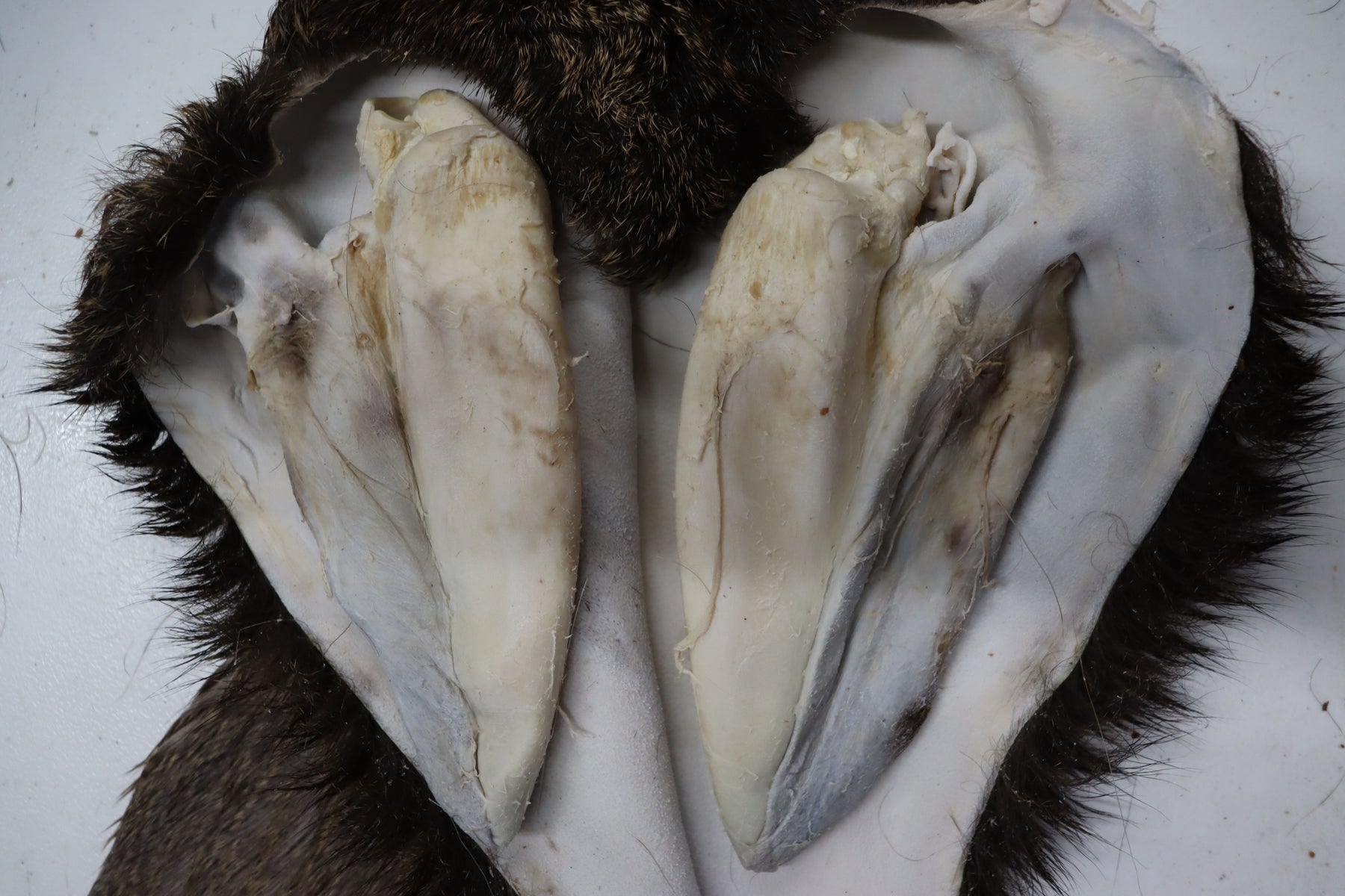 Tanned Hides For Sale - Old Barn Inc. – Old Barn Taxidermy & Meat ...