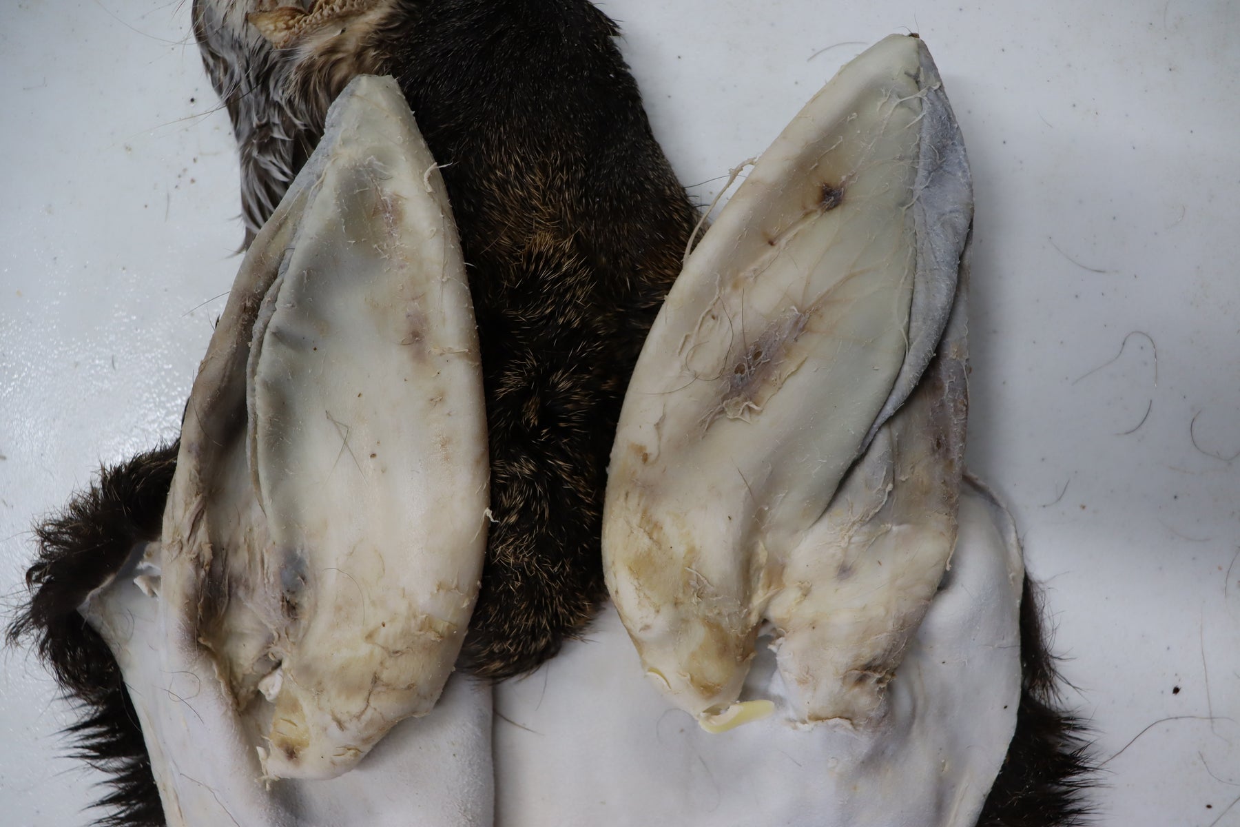 Tanned Hides For Sale - Old Barn Inc. – Old Barn Taxidermy & Meat ...