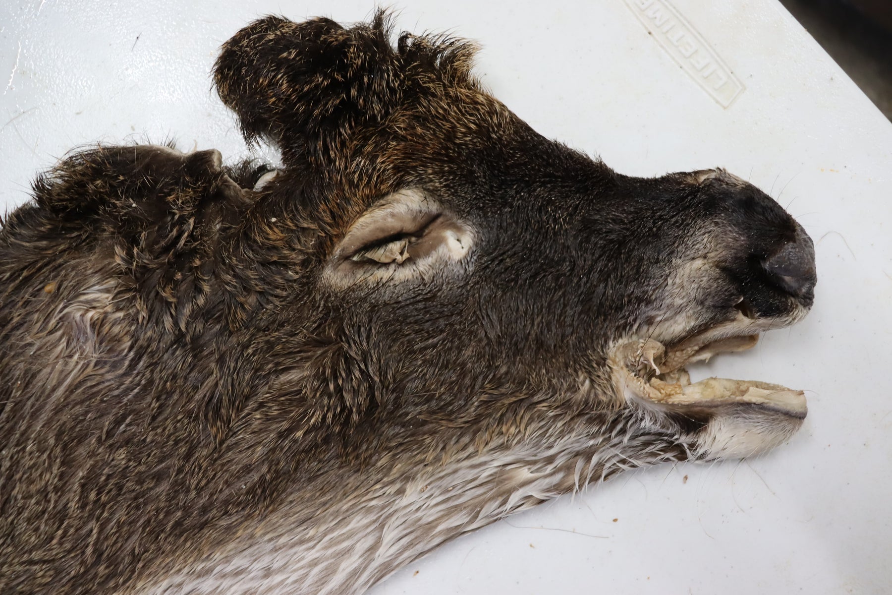 Tanned Hides For Sale - Old Barn Inc. – Old Barn Taxidermy & Meat ...