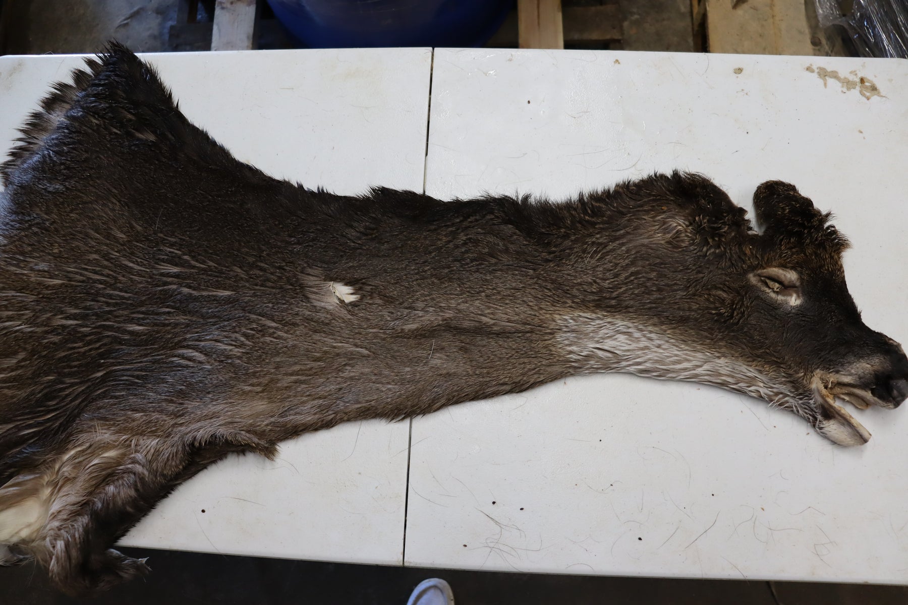 Tanned Hides For Sale - Old Barn Inc. – Old Barn Taxidermy & Meat ...