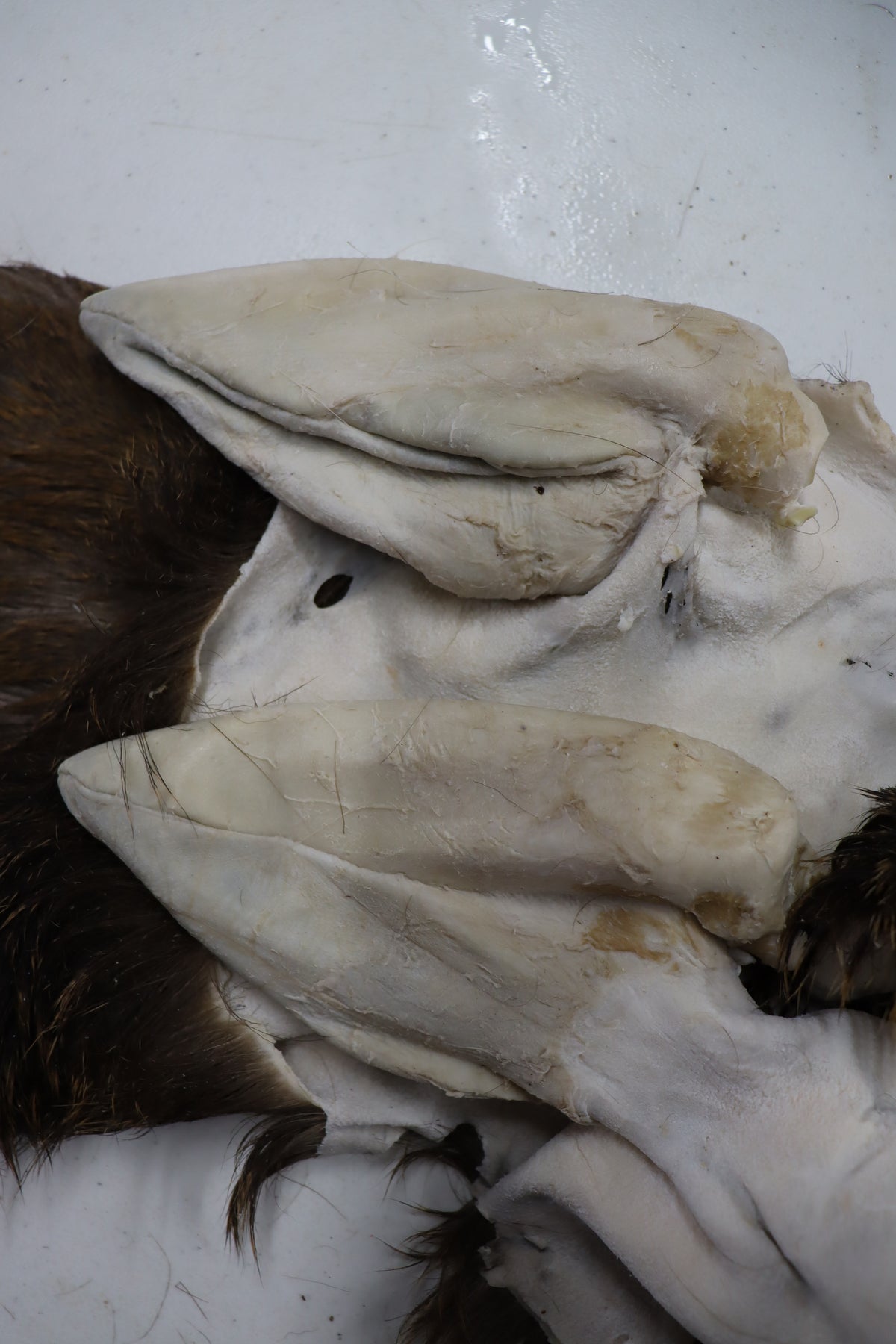 Taxidermy & Tannery – Old Barn Taxidermy & Tannery