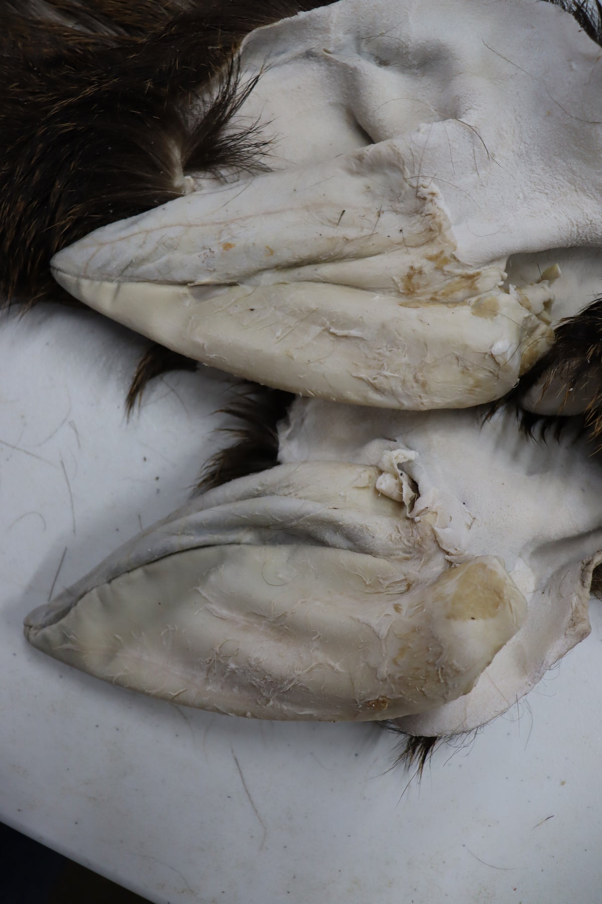 Taxidermy & Tannery – Old Barn Taxidermy & Tannery