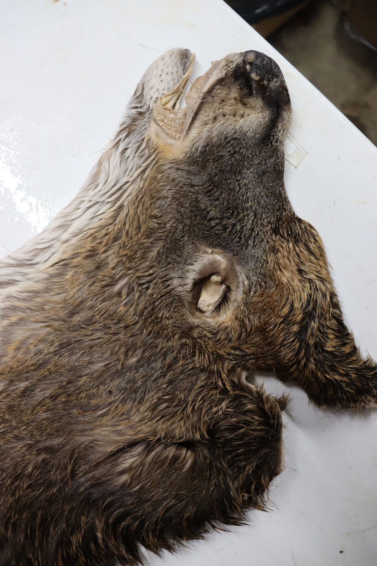 Tanned Hides For Sale - Old Barn Inc. – Old Barn Taxidermy & Tannery