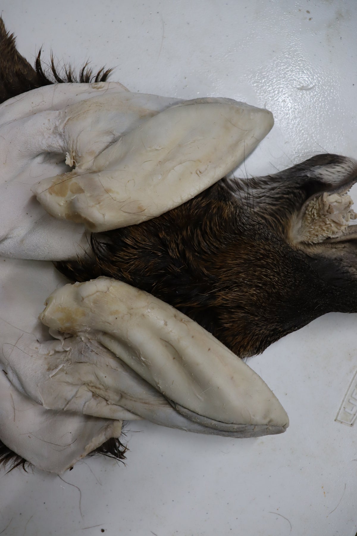 Tanned Hides For Sale - Old Barn Inc. – Old Barn Taxidermy & Meat ...