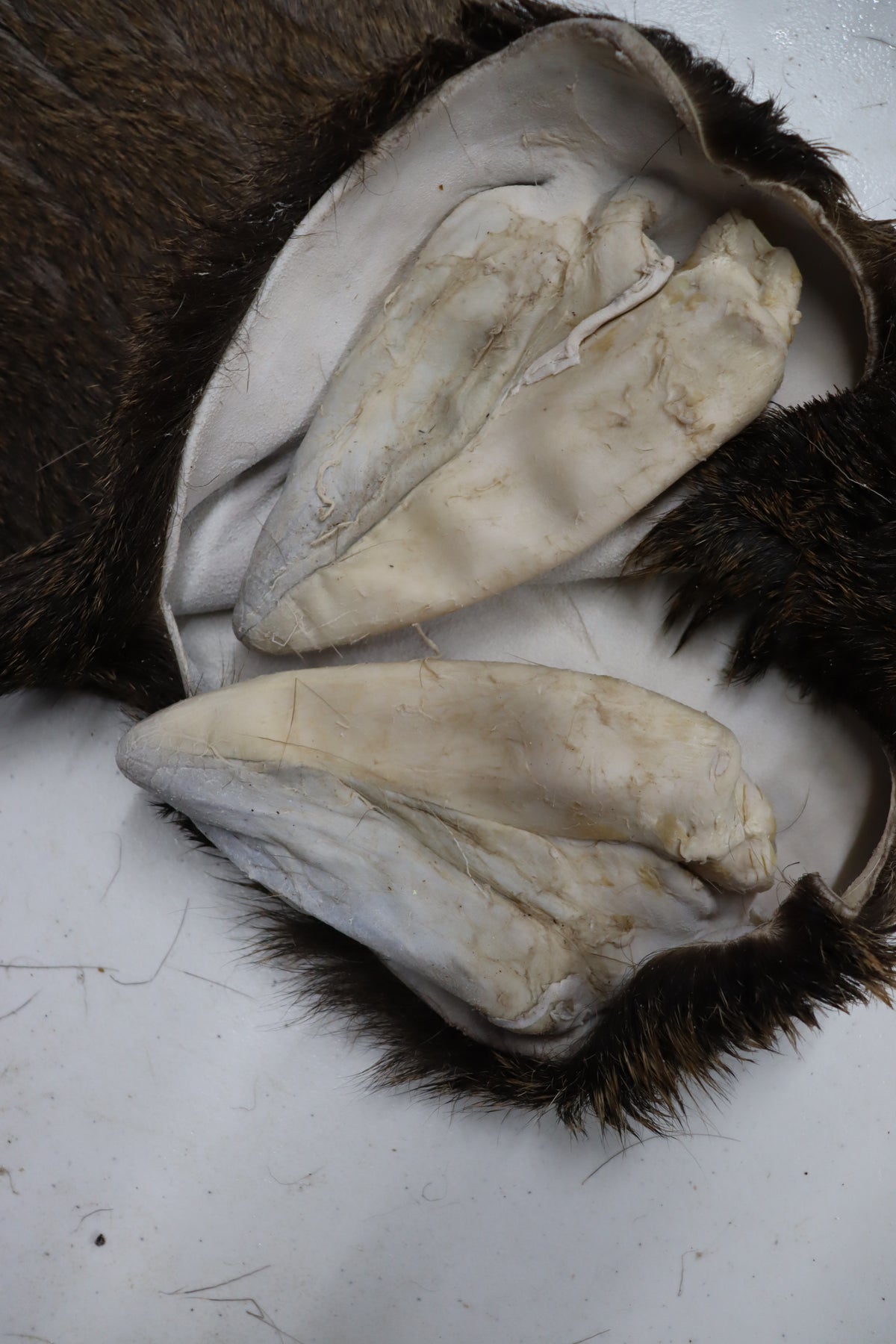 Taxidermy & Tannery – Old Barn Taxidermy & Tannery