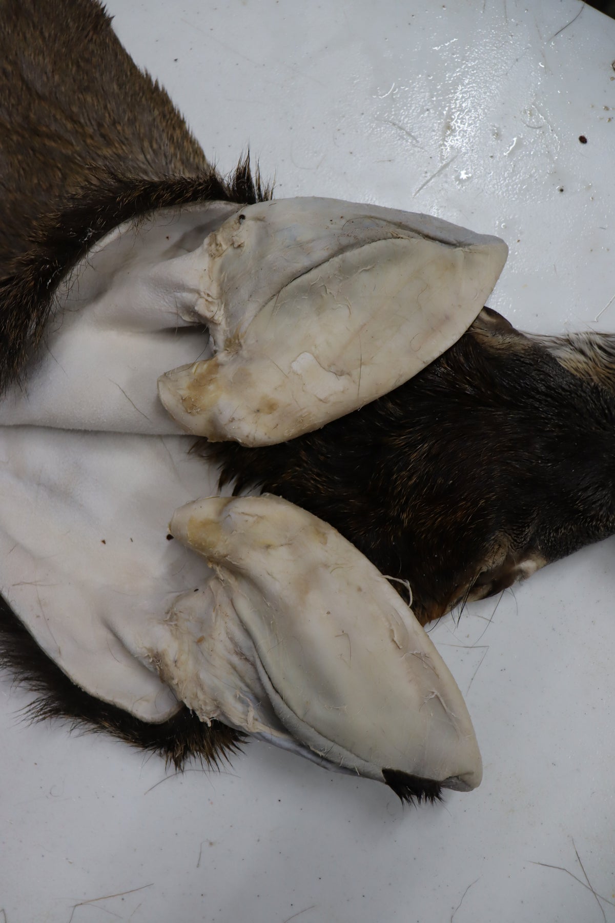 Taxidermy & Tannery – Old Barn Taxidermy & Tannery