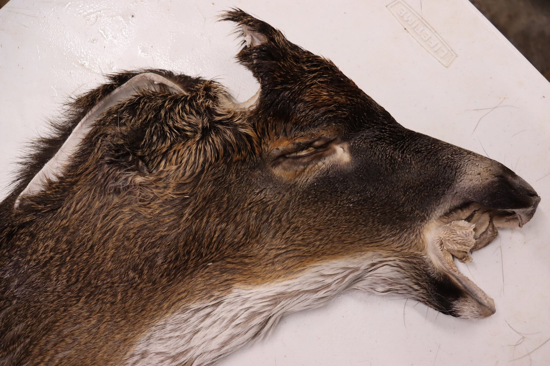 Taxidermy & Tannery – Old Barn Taxidermy & Tannery