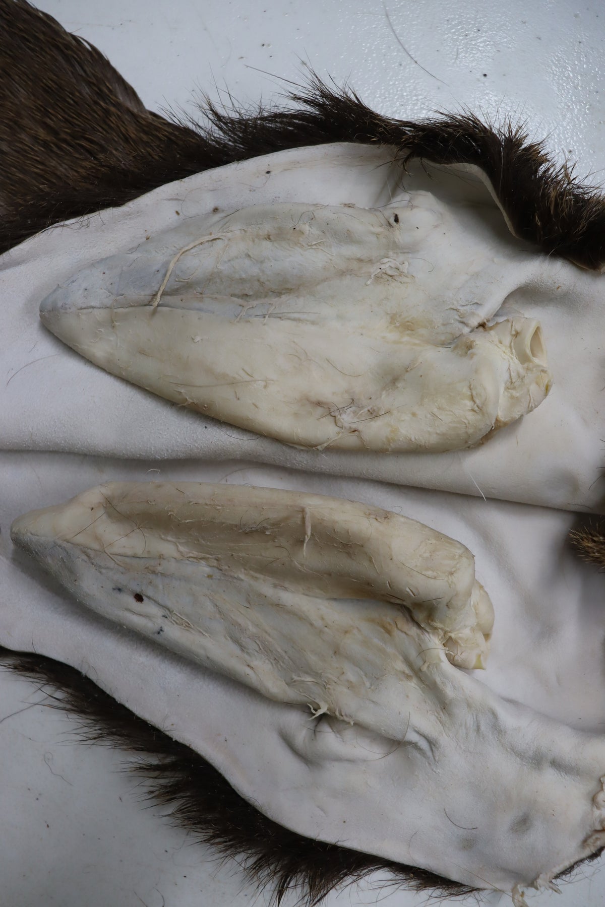 Tanned Hides For Sale - Old Barn Inc. – Old Barn Taxidermy & Tannery