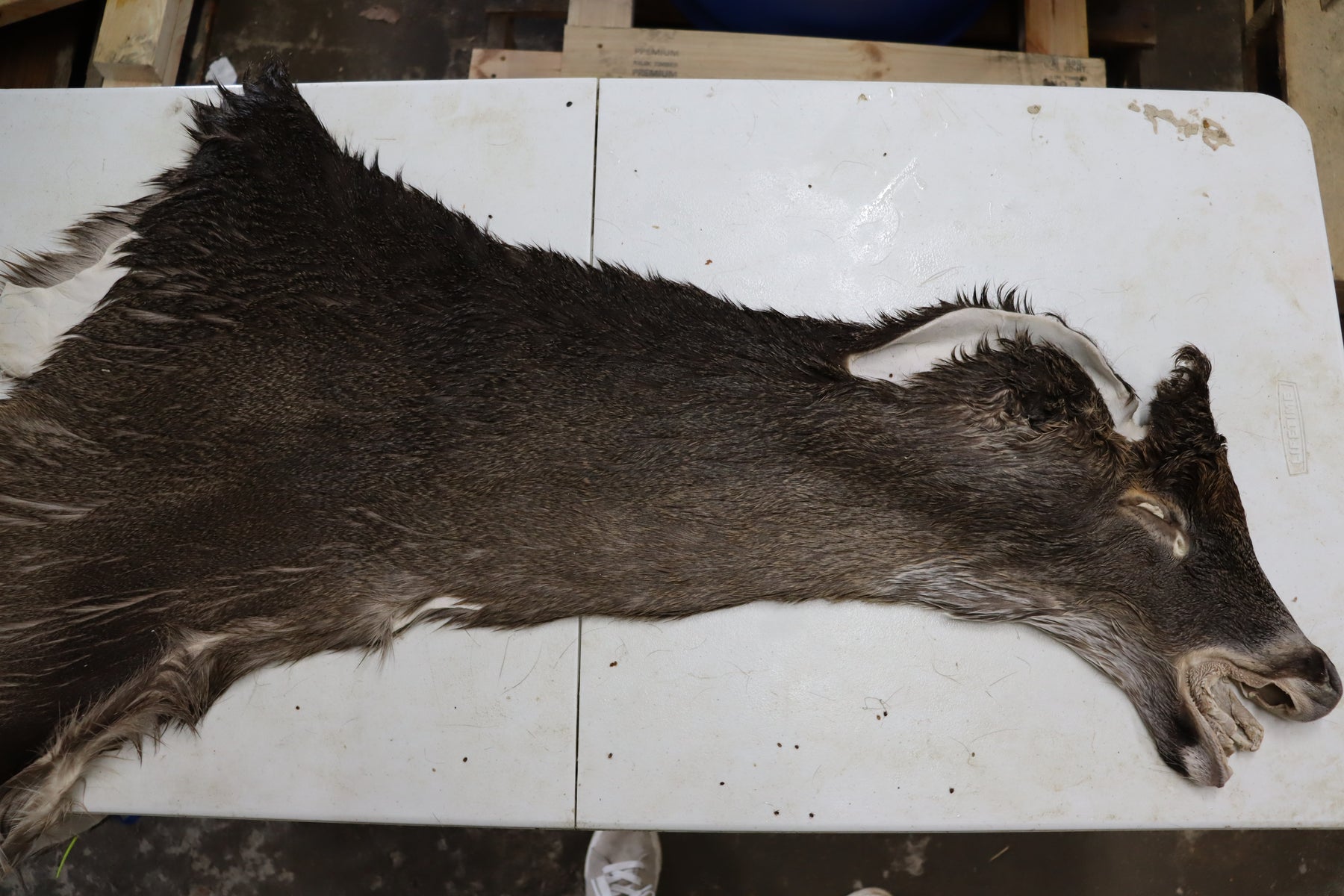 Tanned Hides For Sale - Old Barn Inc. – Old Barn Taxidermy & Meat ...