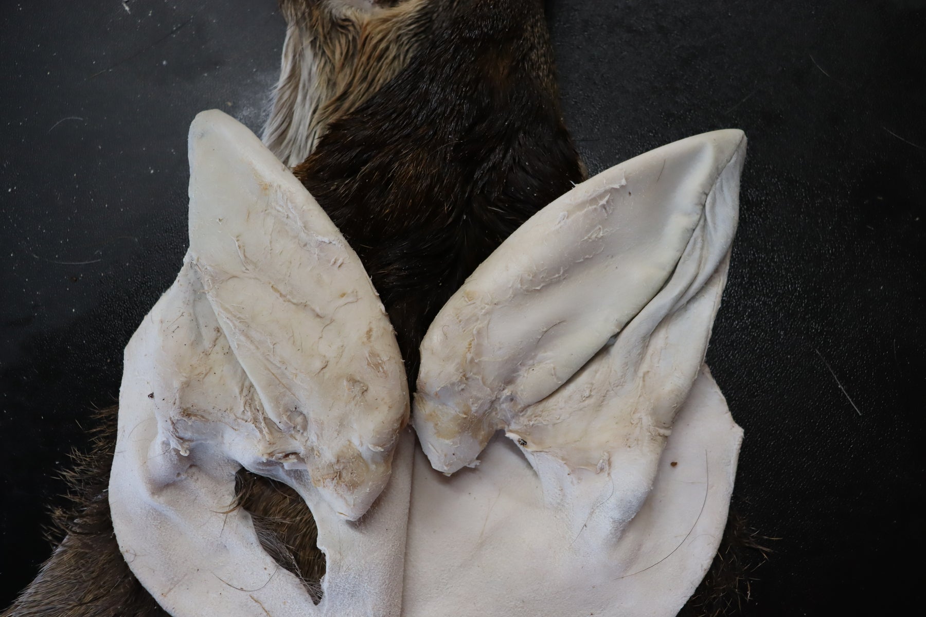 Taxidermy & Tannery – Old Barn Taxidermy & Tannery