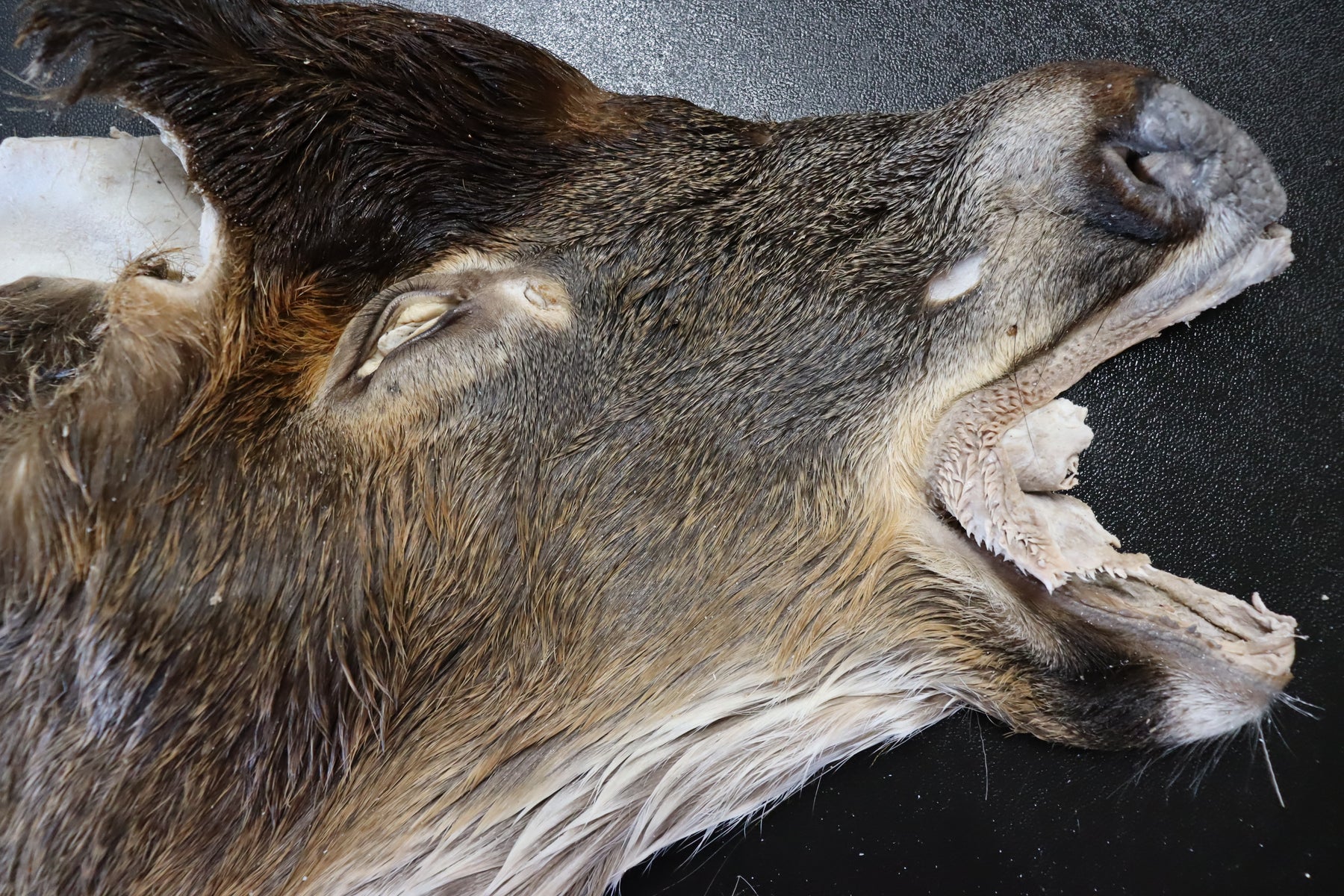 Taxidermy & Tannery – Old Barn Taxidermy & Tannery