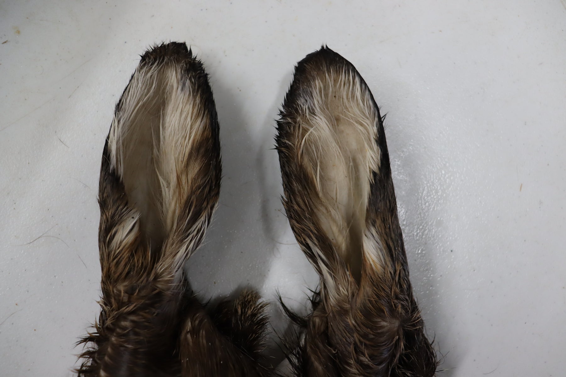 Taxidermy & Tannery – Old Barn Taxidermy & Meat Processing