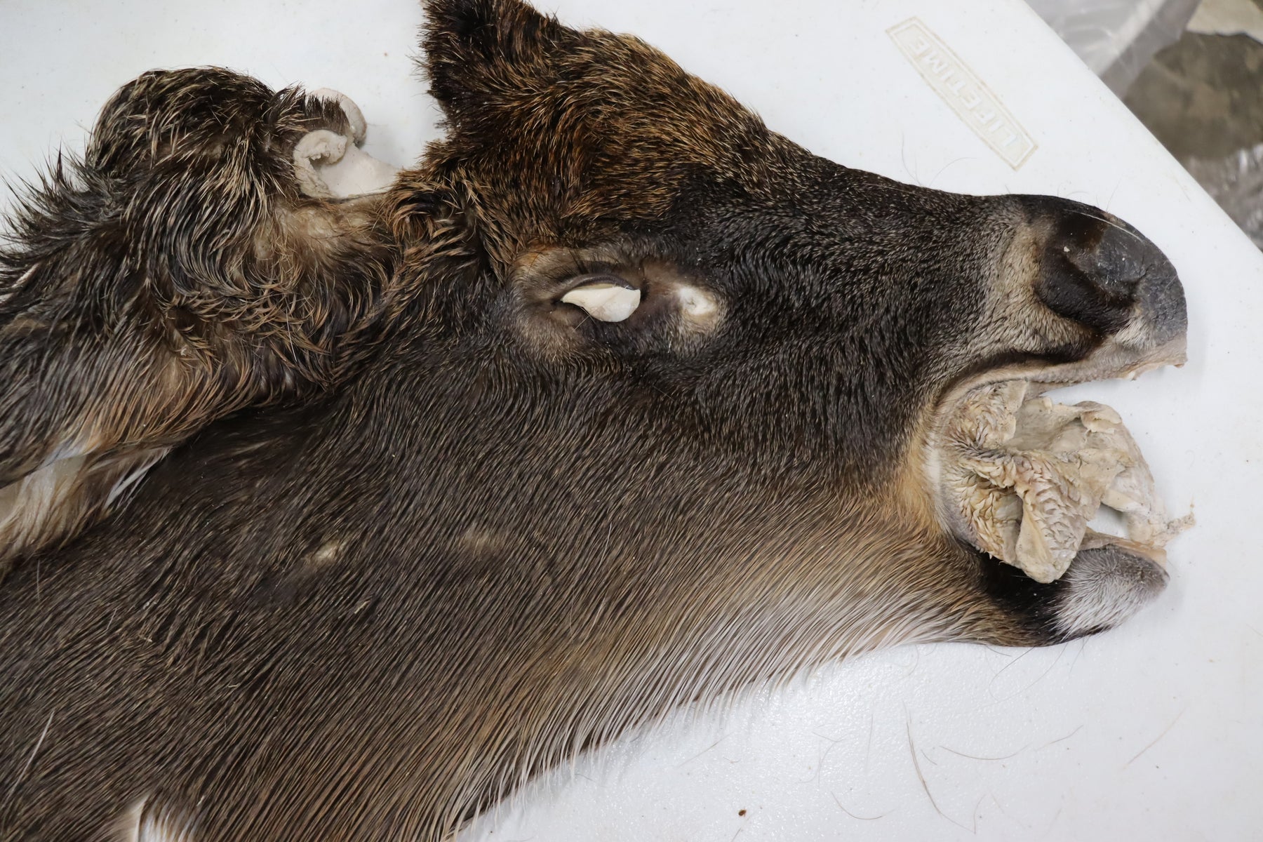 Taxidermy & Tannery – Old Barn Taxidermy & Meat Processing