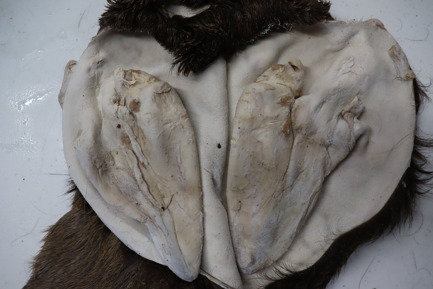 Taxidermy & Tannery – Old Barn Taxidermy & Tannery