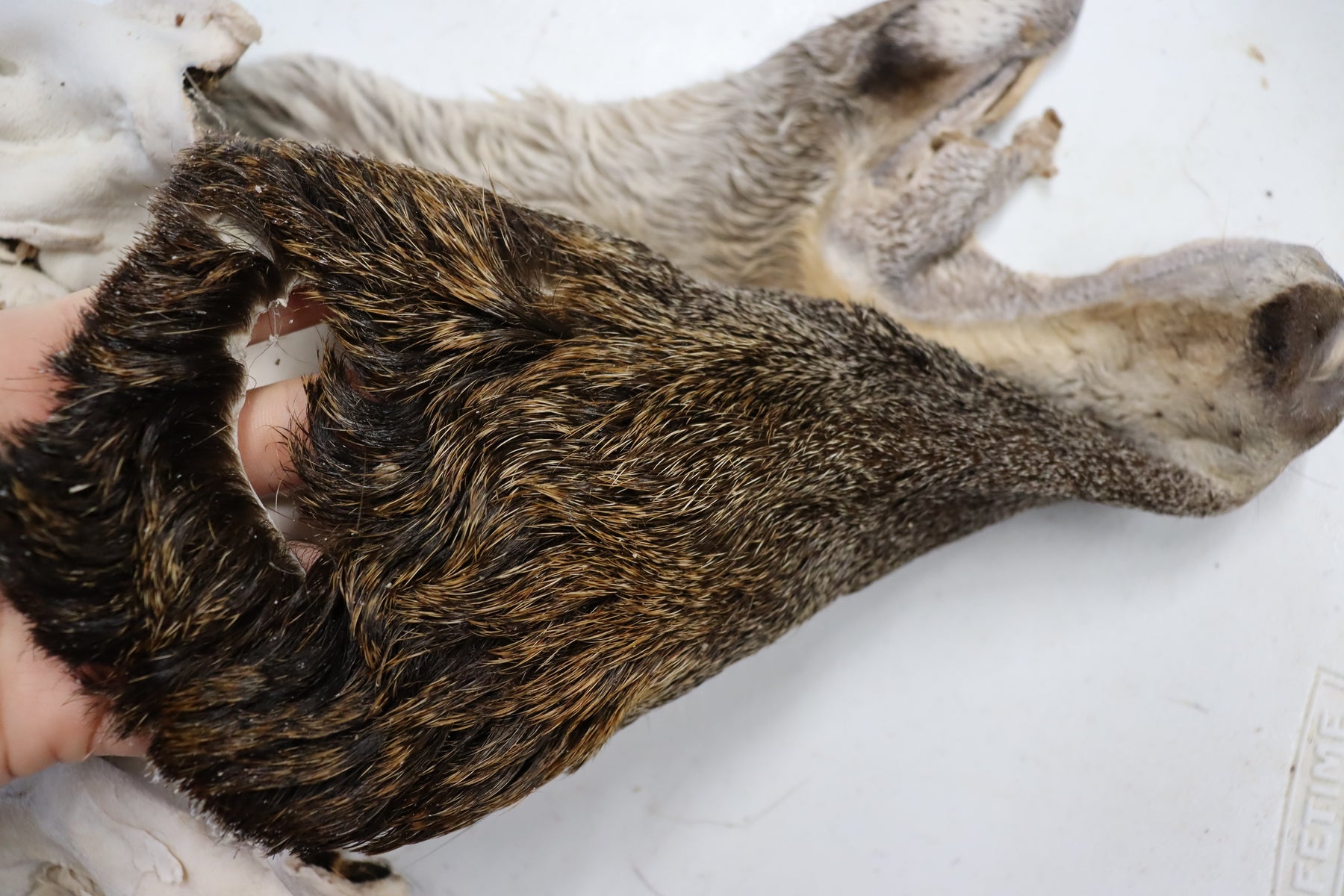 Taxidermy & Tannery – Old Barn Taxidermy & Tannery