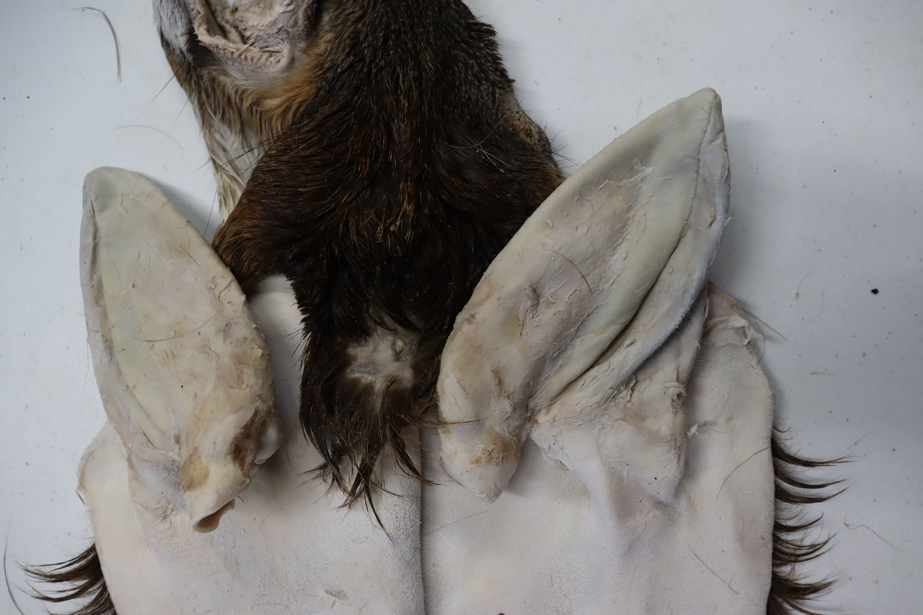 Tanned Hides For Sale - Old Barn Inc. – Old Barn Taxidermy & Tannery