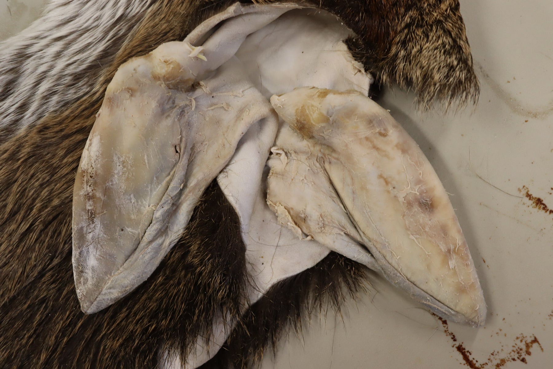Tanned Hides For Sale - Old Barn Inc. – Old Barn Taxidermy & Meat ...