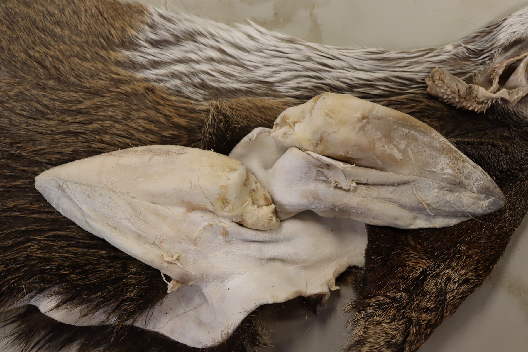 Tanned Hides For Sale - Old Barn Inc. – Old Barn Taxidermy & Meat ...