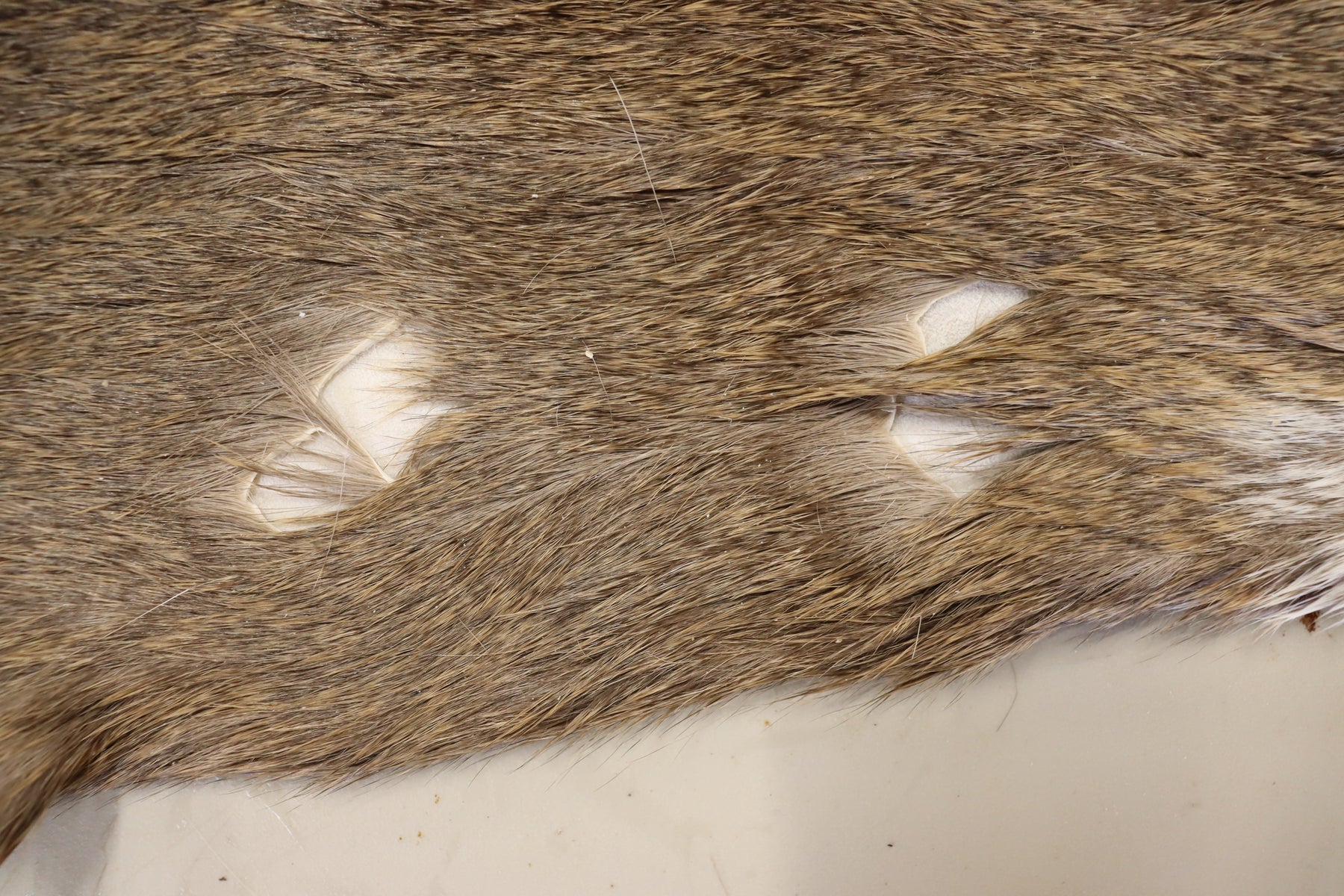 Tanned Hides For Sale - Old Barn Inc. – Old Barn Taxidermy & Meat ...