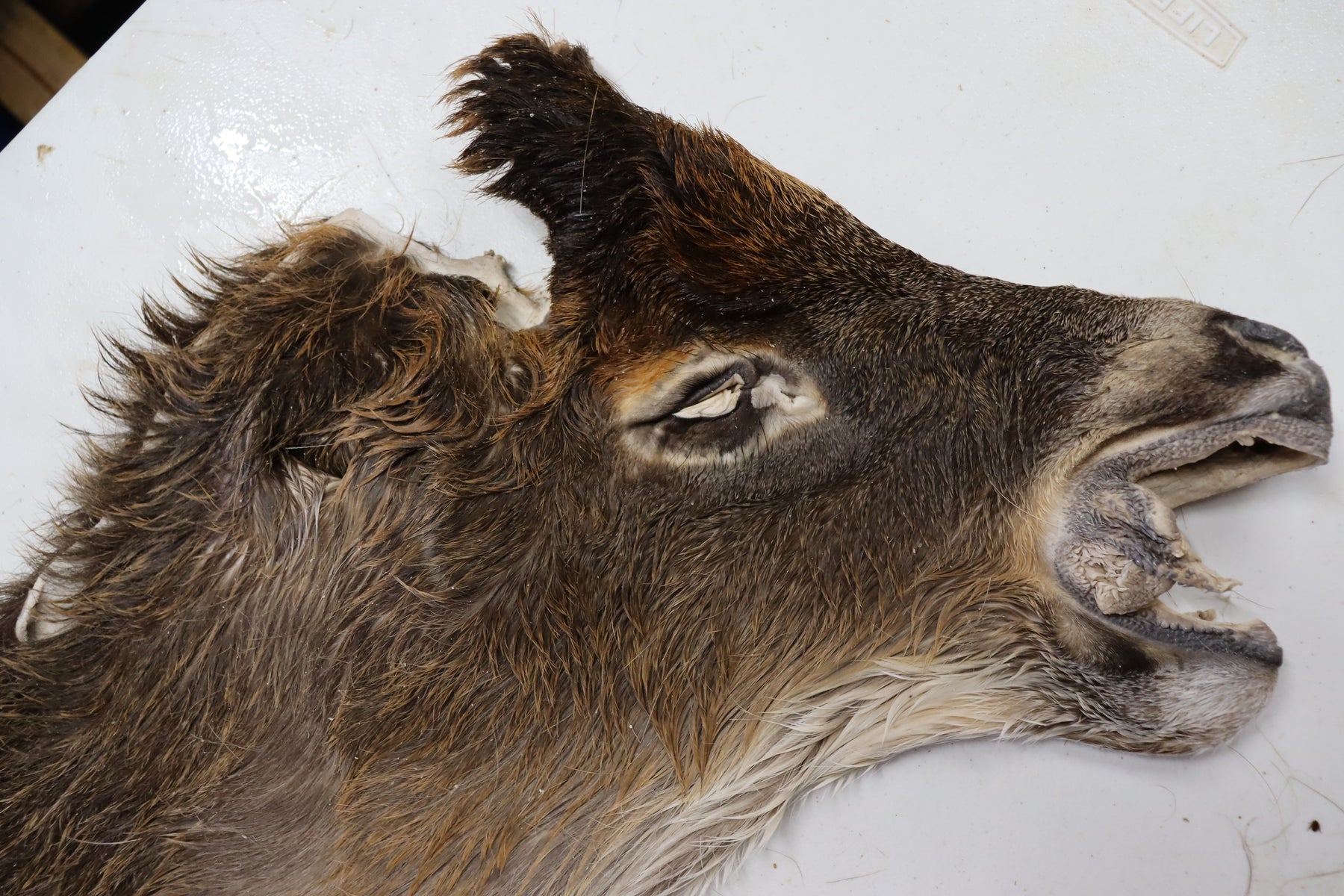 Taxidermy & Tannery – Old Barn Taxidermy & Tannery