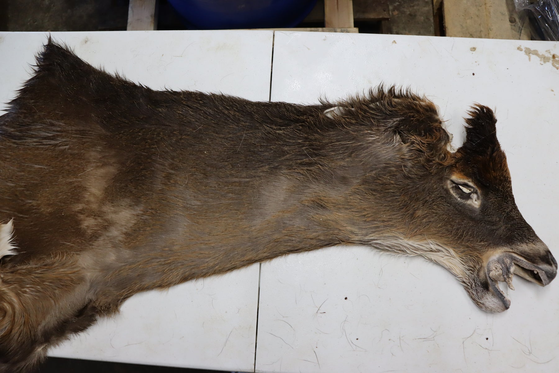 Taxidermy & Tannery – Old Barn Taxidermy & Tannery