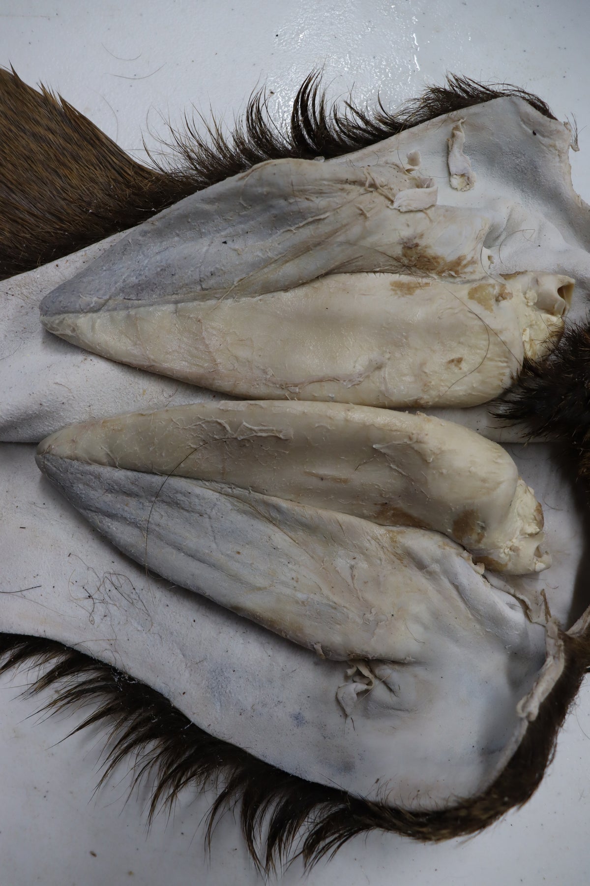 Taxidermy & Tannery – Old Barn Taxidermy & Meat Processing