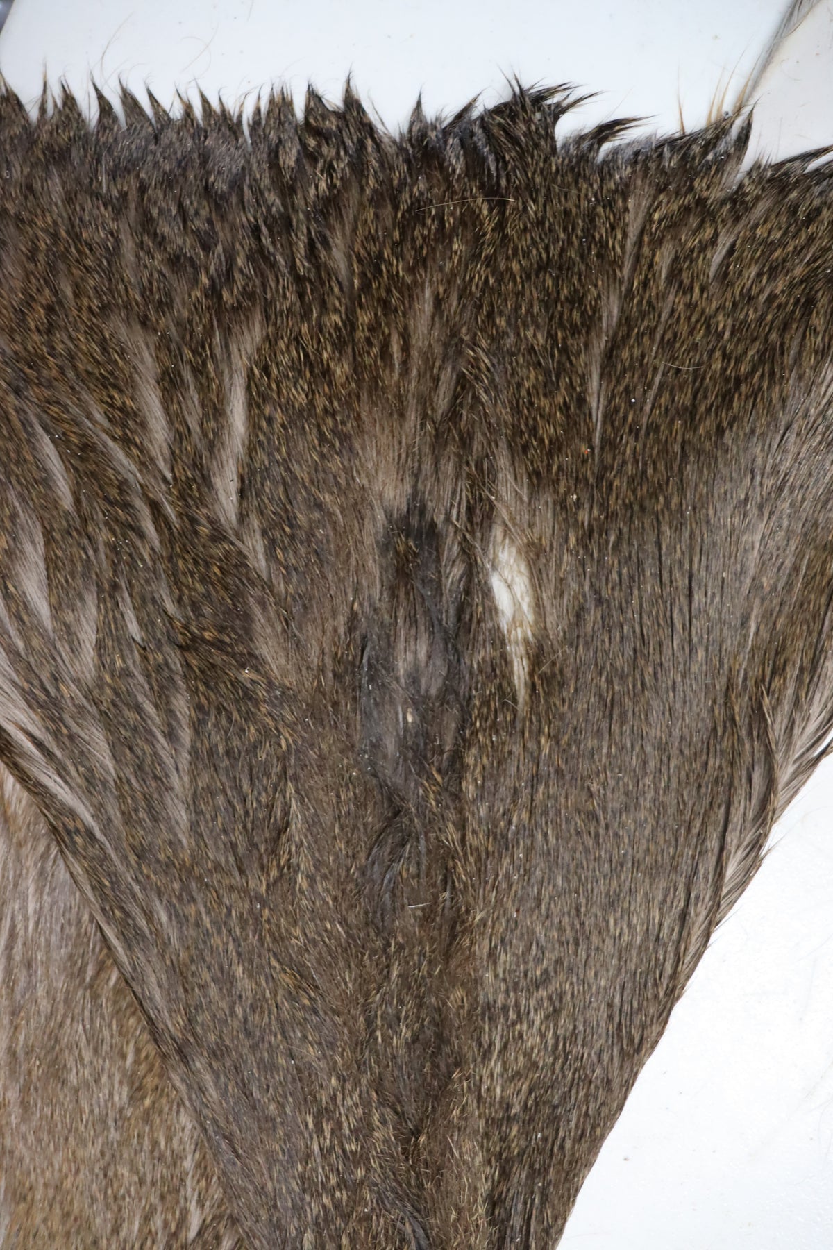 Taxidermy & Tannery – Old Barn Taxidermy & Meat Processing