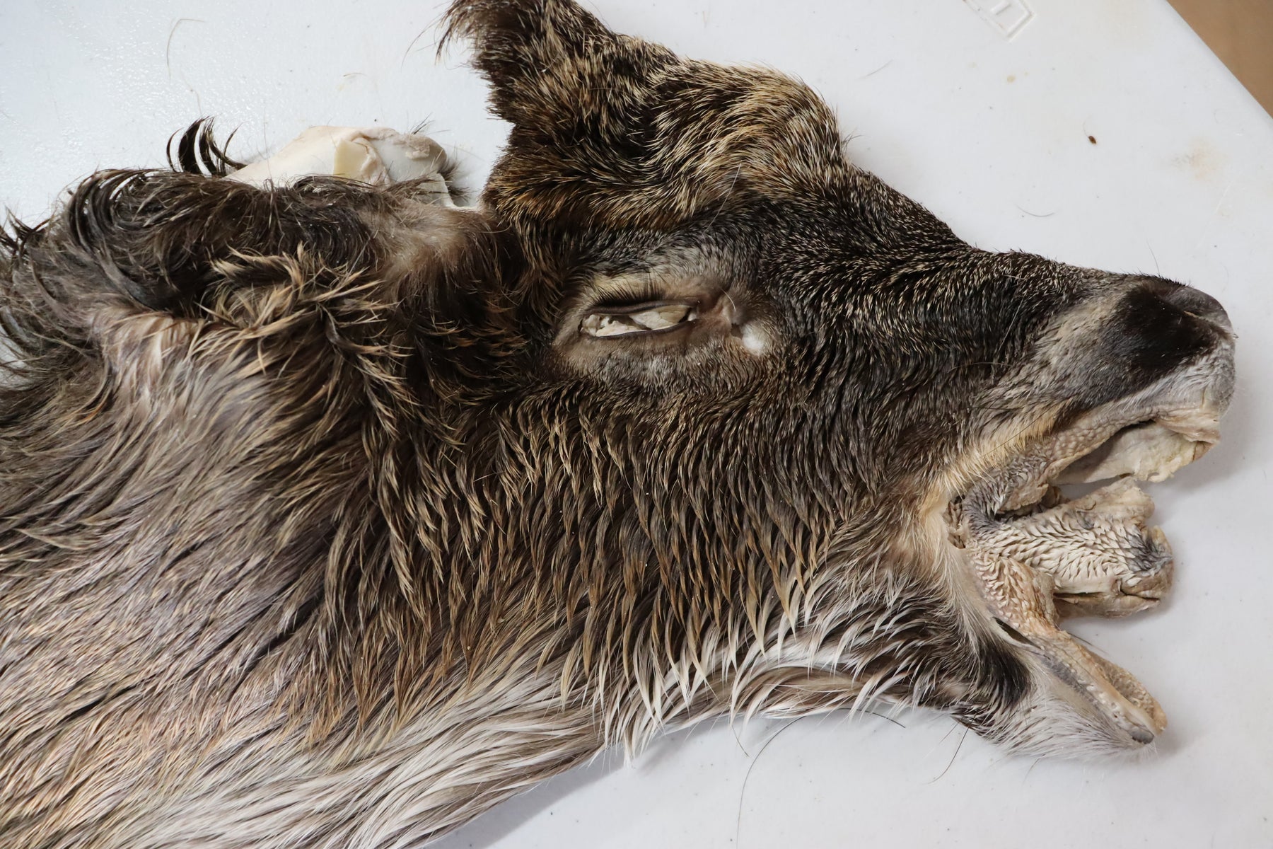 Tanned Hides For Sale - Old Barn Inc. – Old Barn Taxidermy & Meat ...