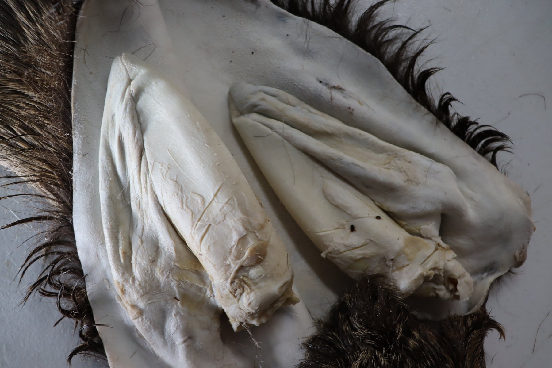 Tanned Hides For Sale - Old Barn Inc. – Old Barn Taxidermy & Meat ...