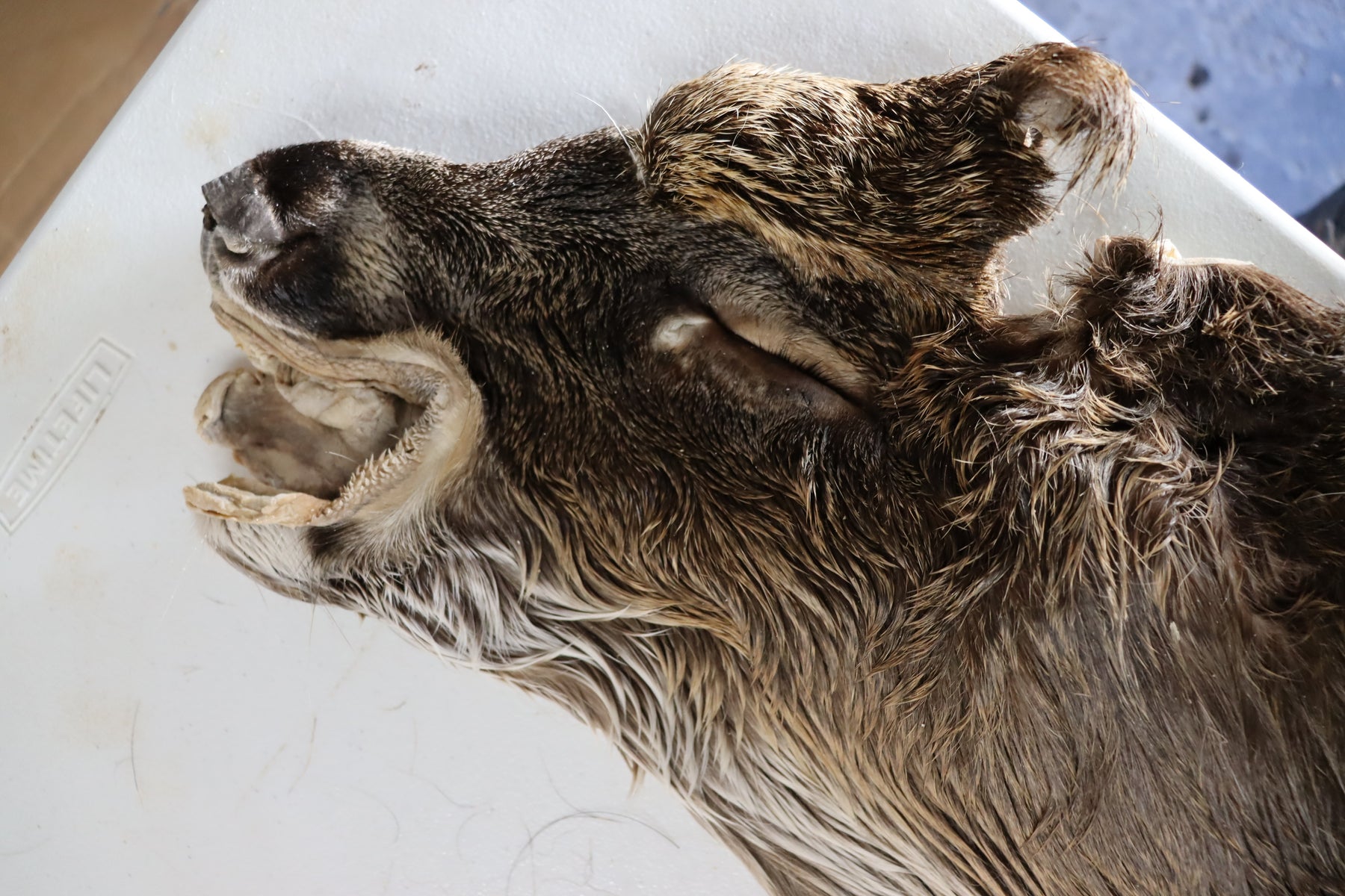 Tanned Hides For Sale - Old Barn Inc. – Old Barn Taxidermy & Meat ...