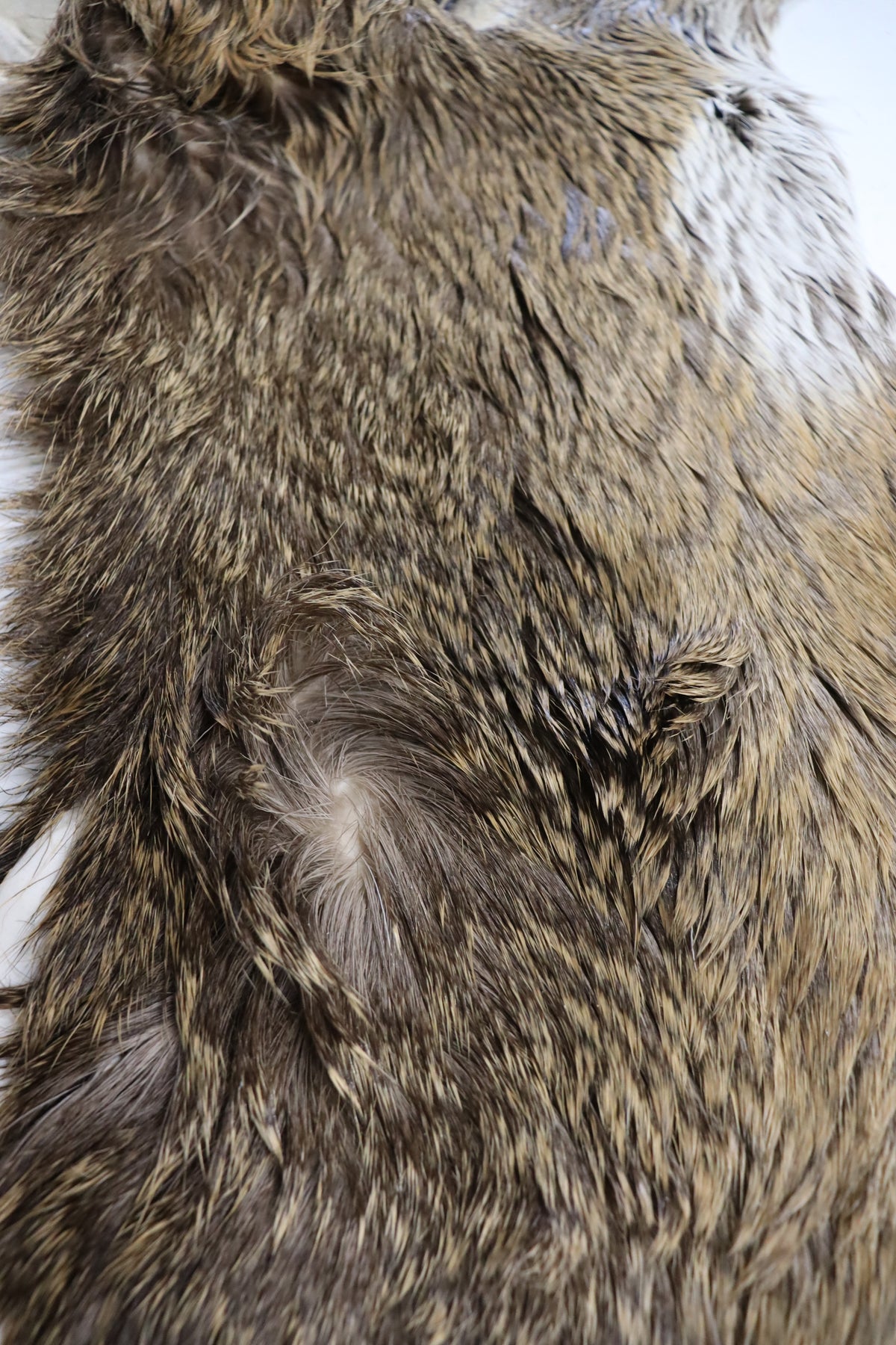 Tanned Hides For Sale - Old Barn Inc. – Page 2 – Old Barn Taxidermy ...