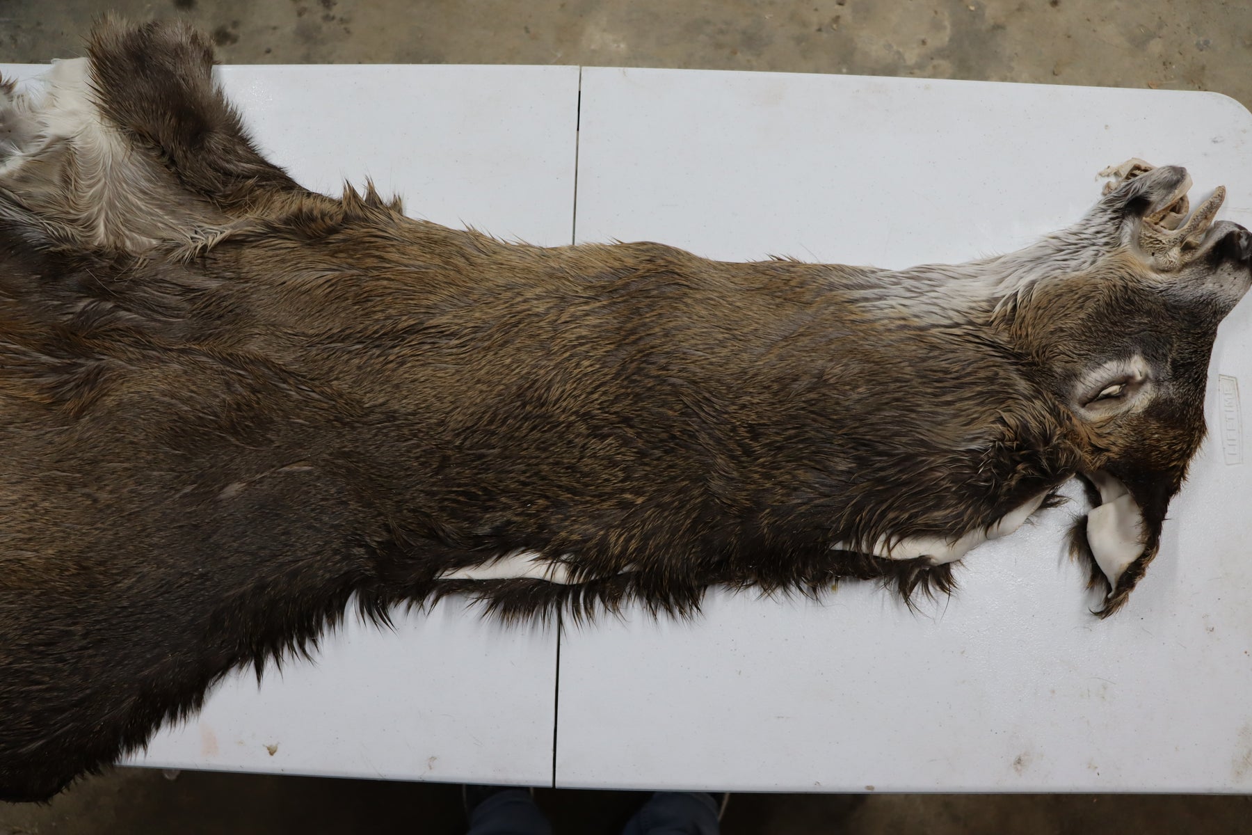 Tanned Hides For Sale - Old Barn Inc. – Old Barn Taxidermy & Tannery