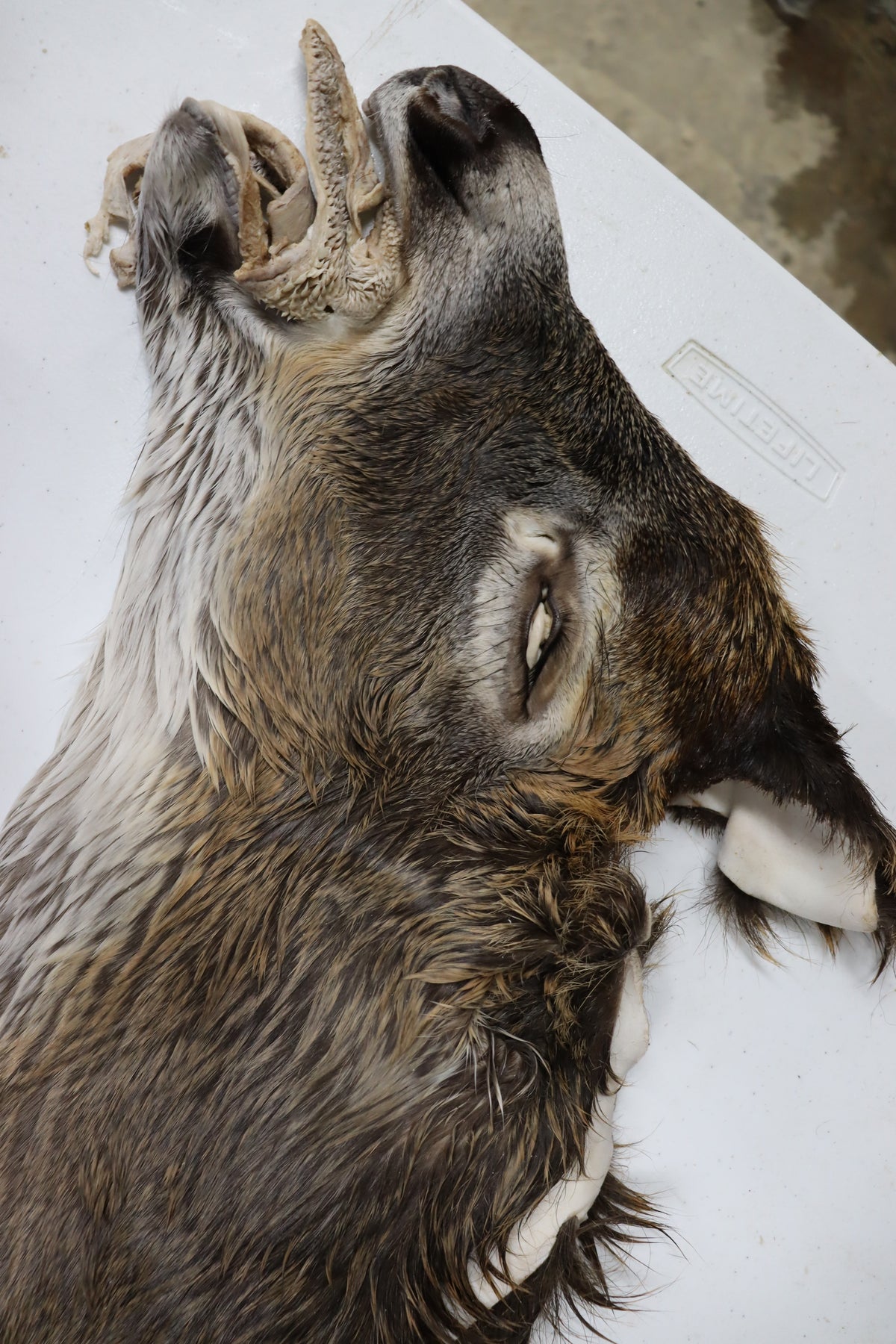 Tanned Hides For Sale - Old Barn Inc. – Old Barn Taxidermy & Tannery