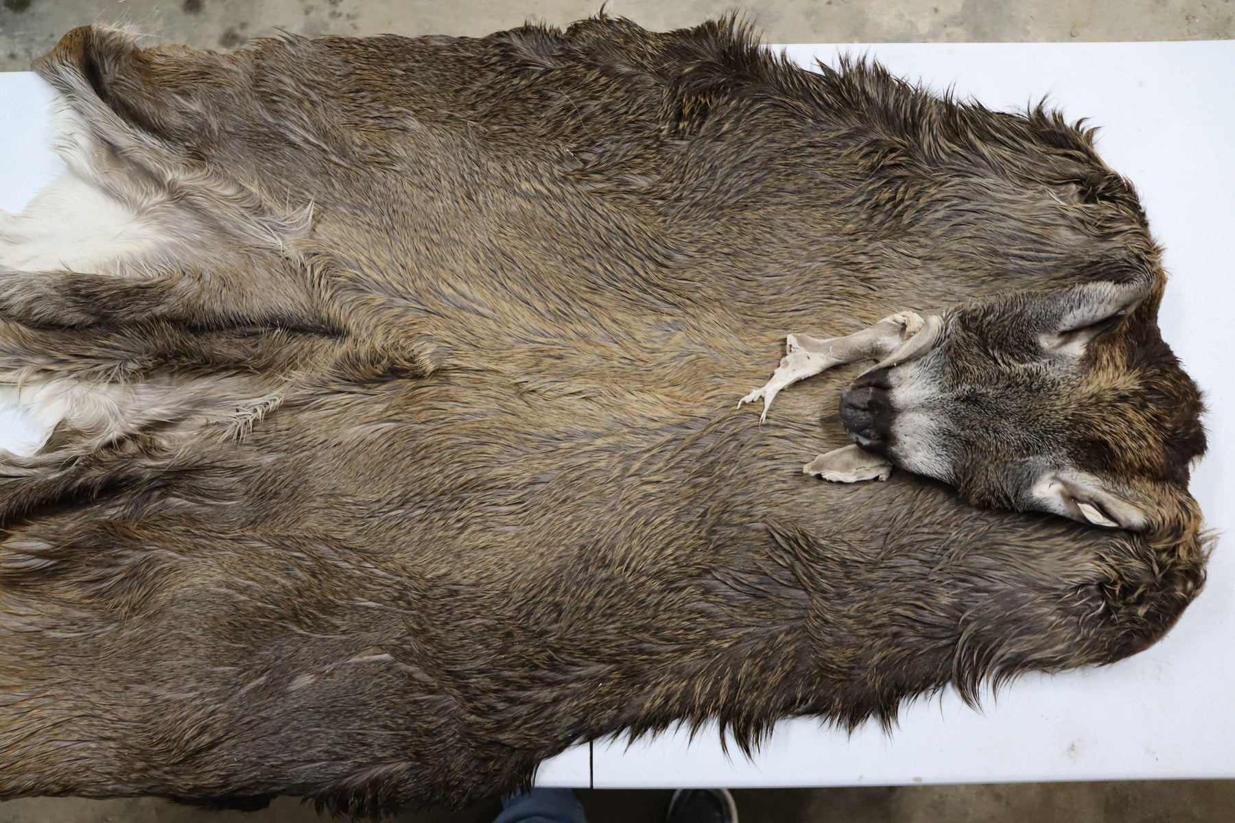 Tanned Hides For Sale - Old Barn Inc. – Old Barn Taxidermy & Tannery