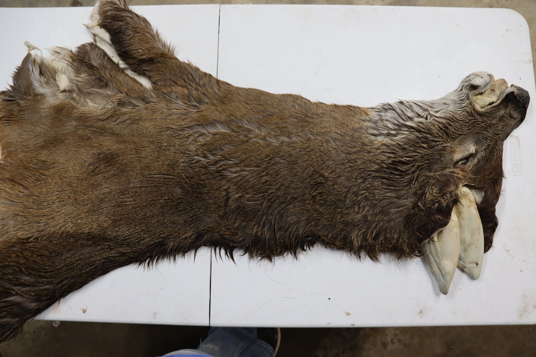 Tanned Hides For Sale - Old Barn Inc. – Old Barn Taxidermy & Tannery