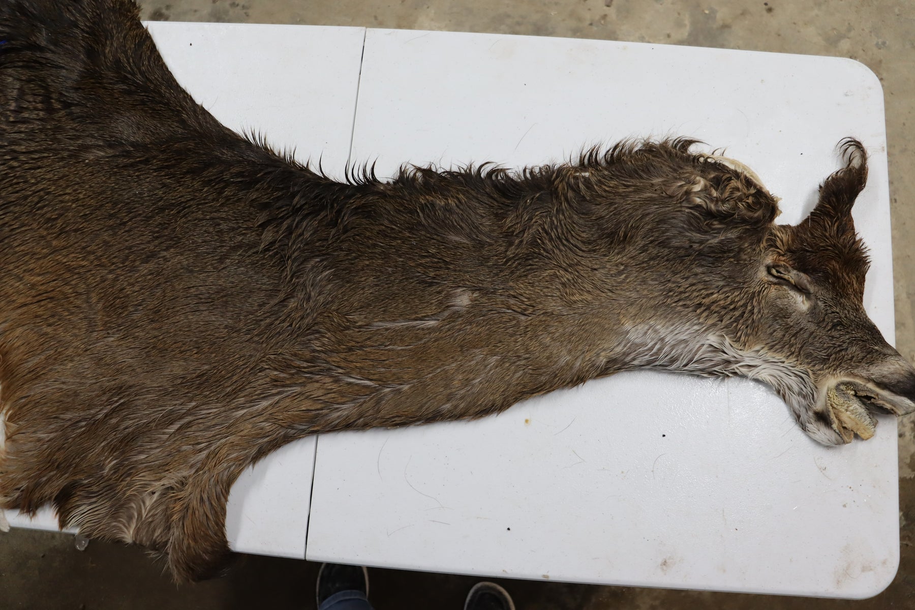 Tanned Hides For Sale - Old Barn Inc. – Old Barn Taxidermy & Tannery