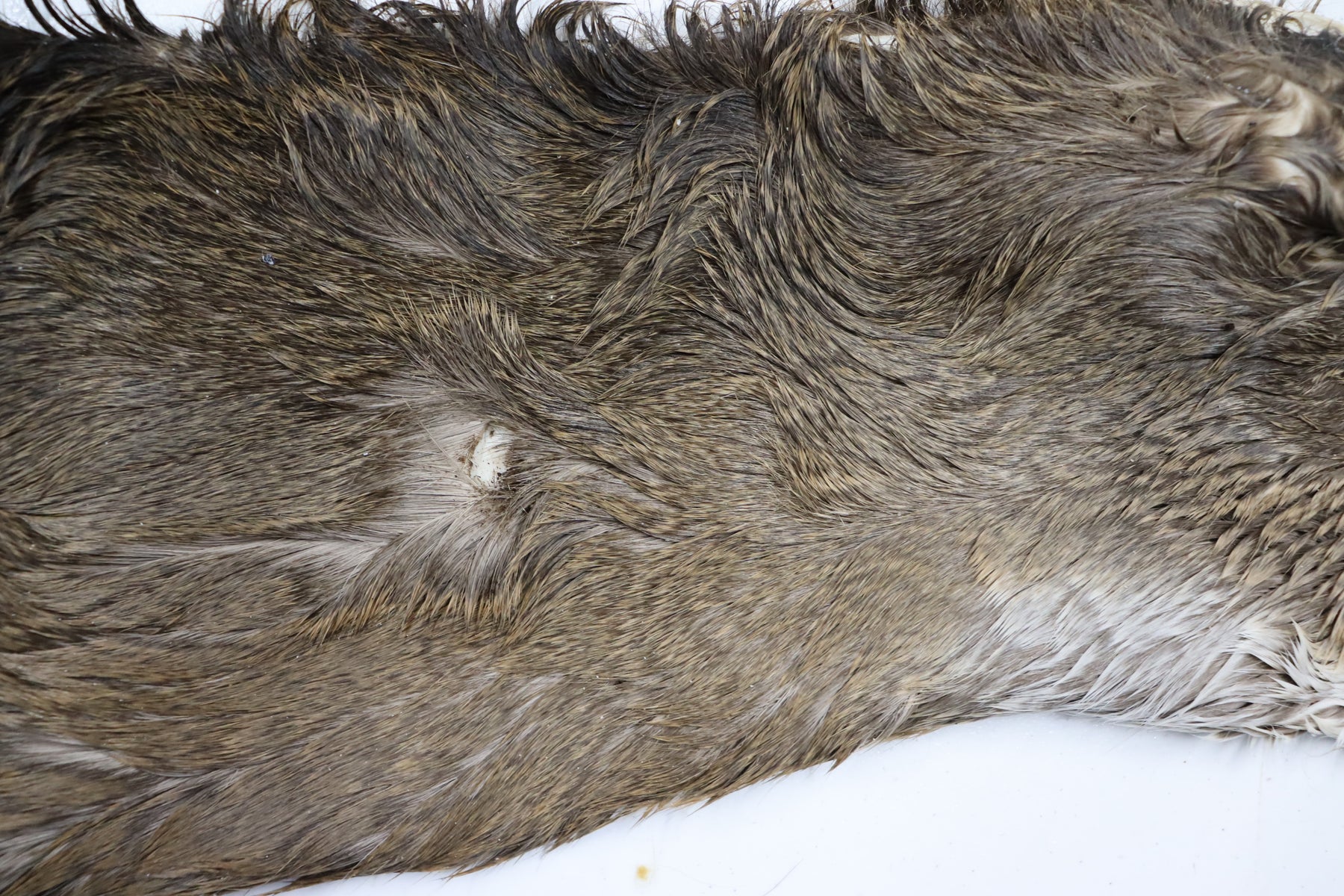 Tanned Hides For Sale - Old Barn Inc. – Old Barn Taxidermy & Tannery