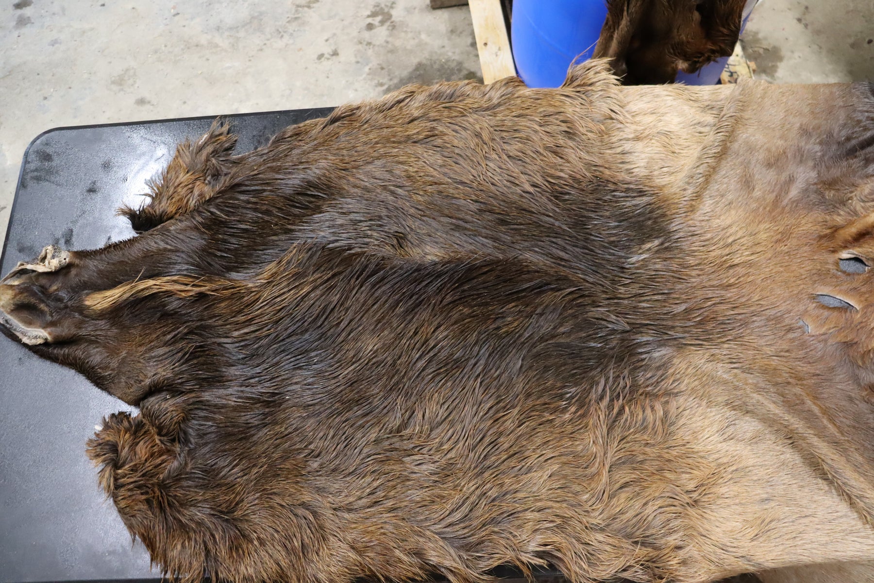 Taxidermy & Tannery – Old Barn Taxidermy & Tannery