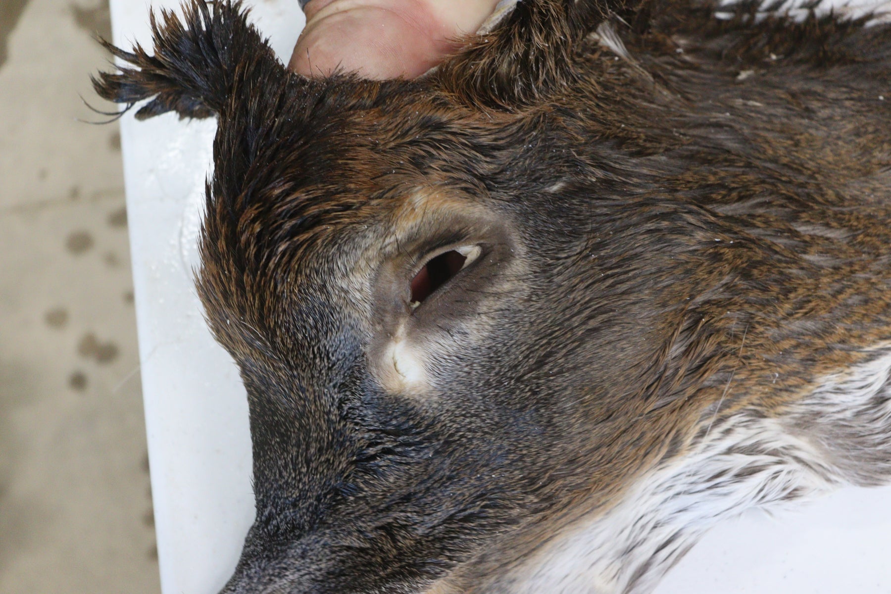 Tanned Hides For Sale - Old Barn Inc.#N#– Old Barn Taxidermy & Tannery